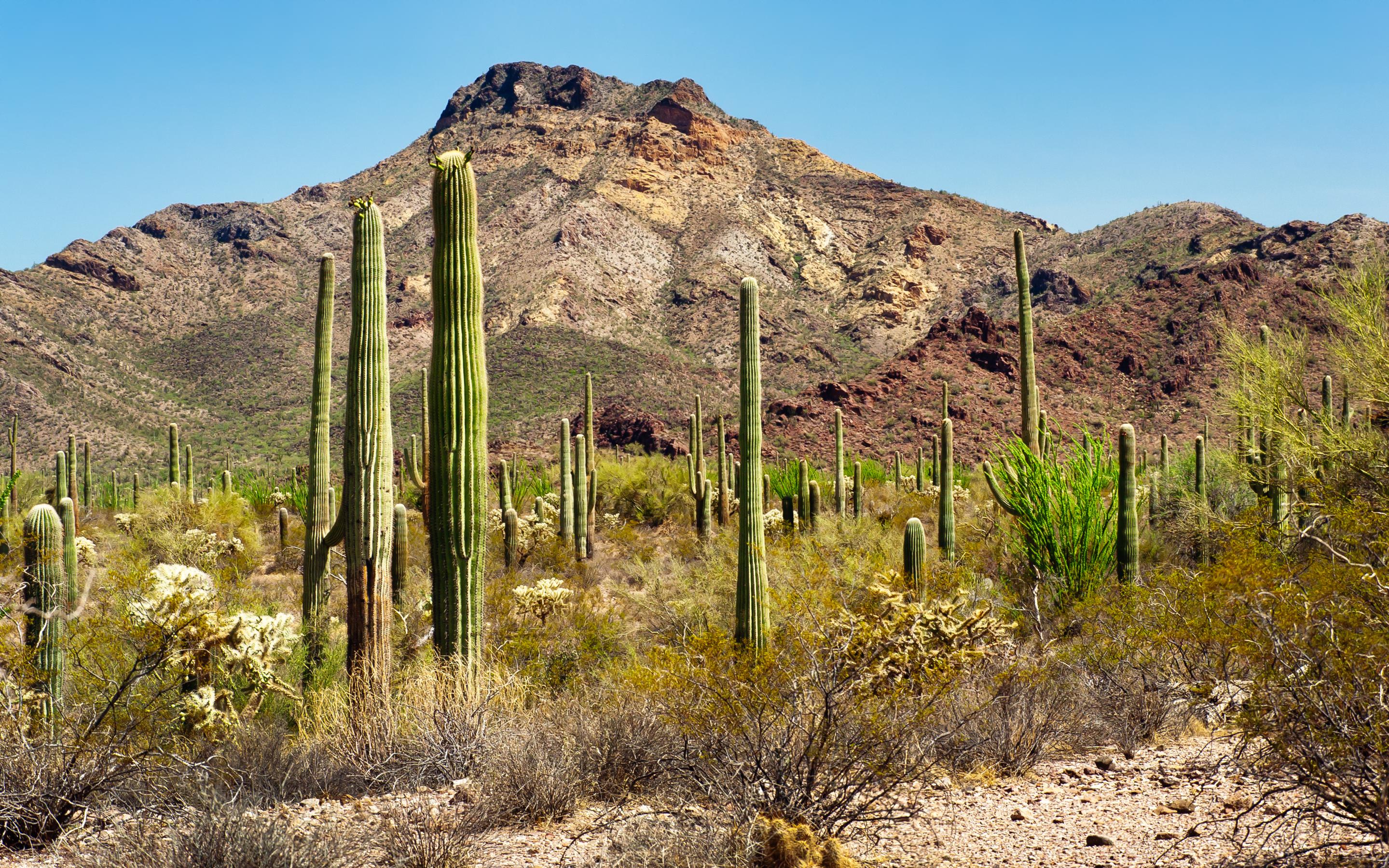 Southern Arizona Photo Gallery | Fodor’s Travel