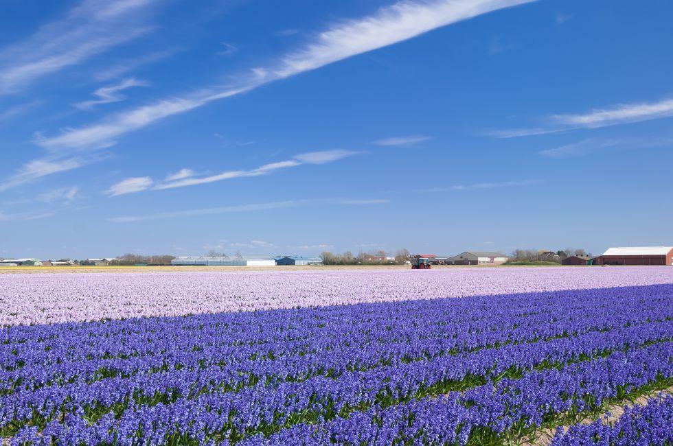 Lisse Travel Guide - Expert Picks for your Vacation | Fodor’s Travel