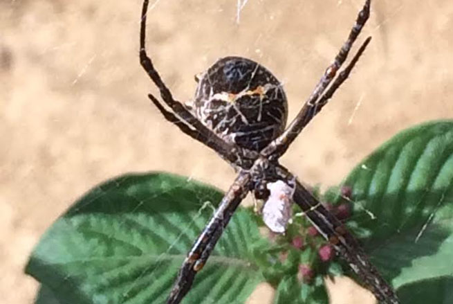 Rad Arachnids at the Natural History Museum’s Spider Pavilion – Fodors ...
