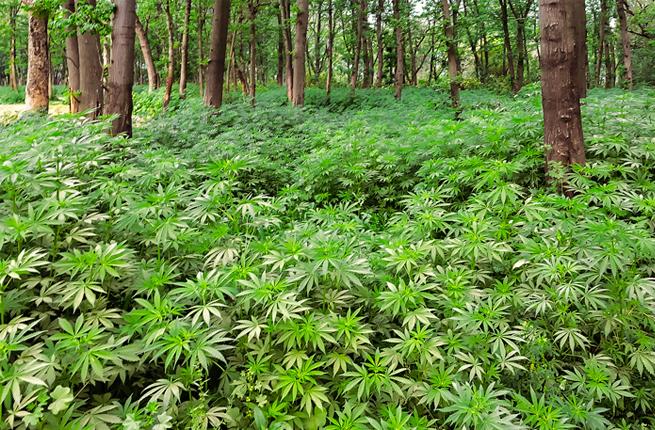 There’s a Magical Forest in India Filled With Marijuana and Peacocks ...