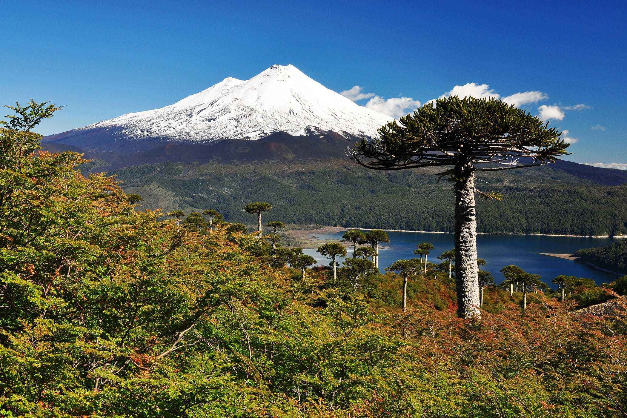 The Planet’s Most Amazing Trees and Where to Find Them – Fodors Travel ...