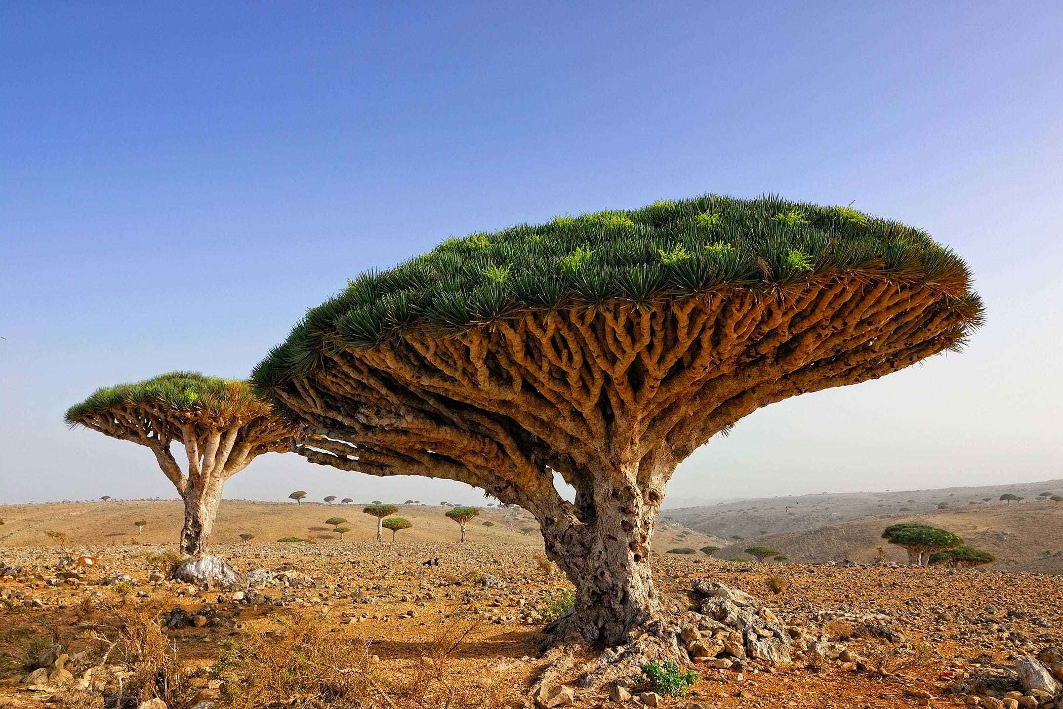 The Planet’s Most Amazing Trees and Where to Find Them – Fodors Travel ...