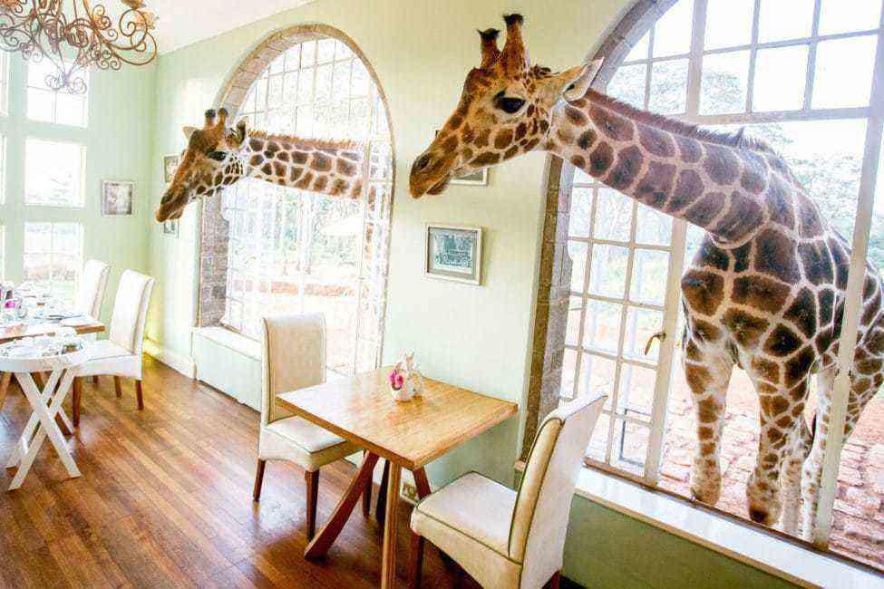 15 Hotels Where Mammals Rule the Grounds – Fodors Travel Guide