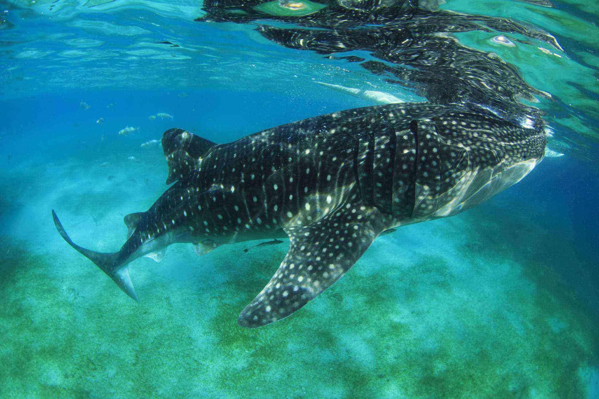 15 Must-See Natural Wonders of the Philippines – Fodors Travel Guide