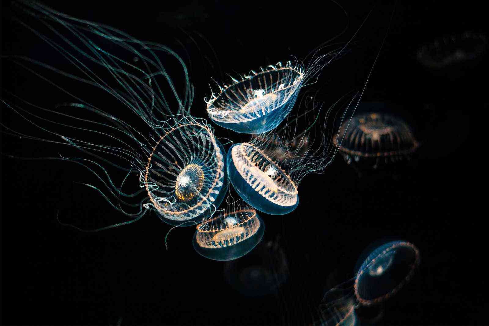 Behold! Dazzling Bioluminescent Wonders Around the World – Fodors ...