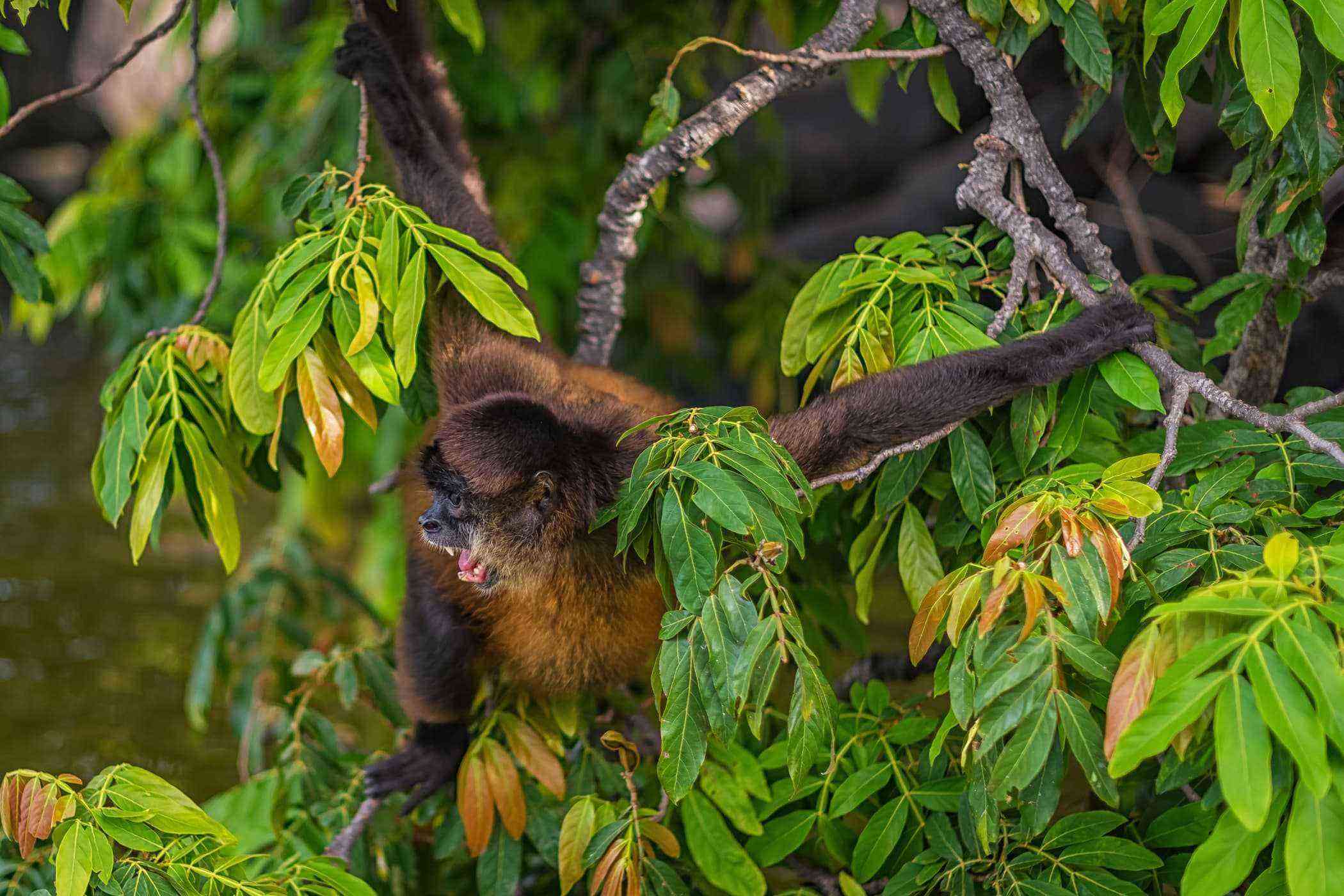 7 Places That Prove We Already Live on the Planet of the Apes – Fodors ...