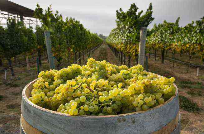 9 Reasons You Should Drink, Eat, and Make Wine at Sonoma’s Grape Camp ...