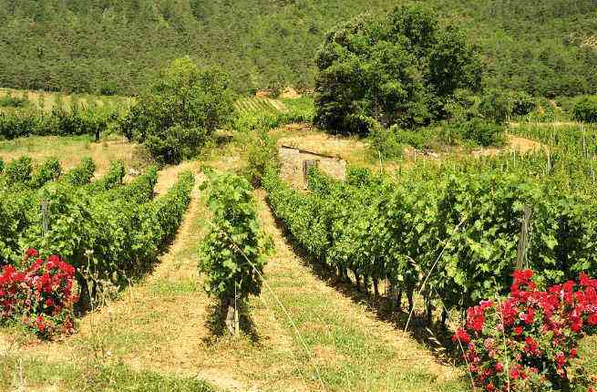 5 Reasons to Go to the Tarn – Fodors Travel Guide