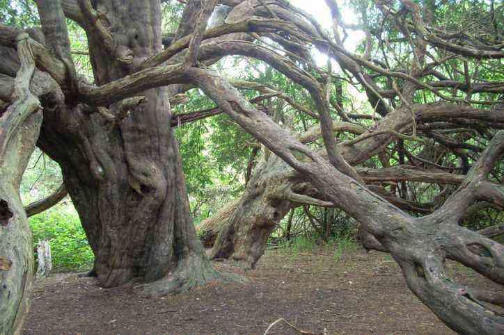 The Planet’s Most Amazing Trees and Where to Find Them – Fodors Travel ...