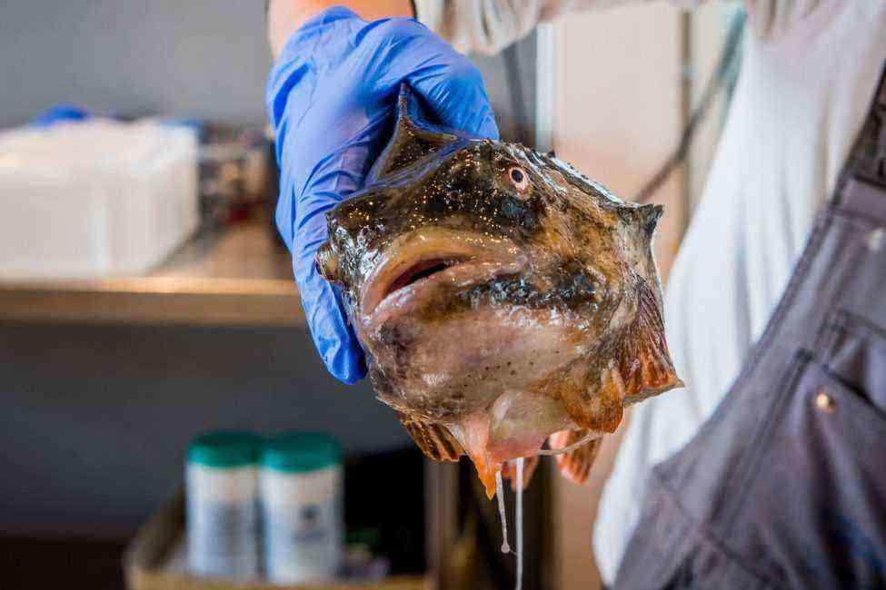 What to Eat in Greenland