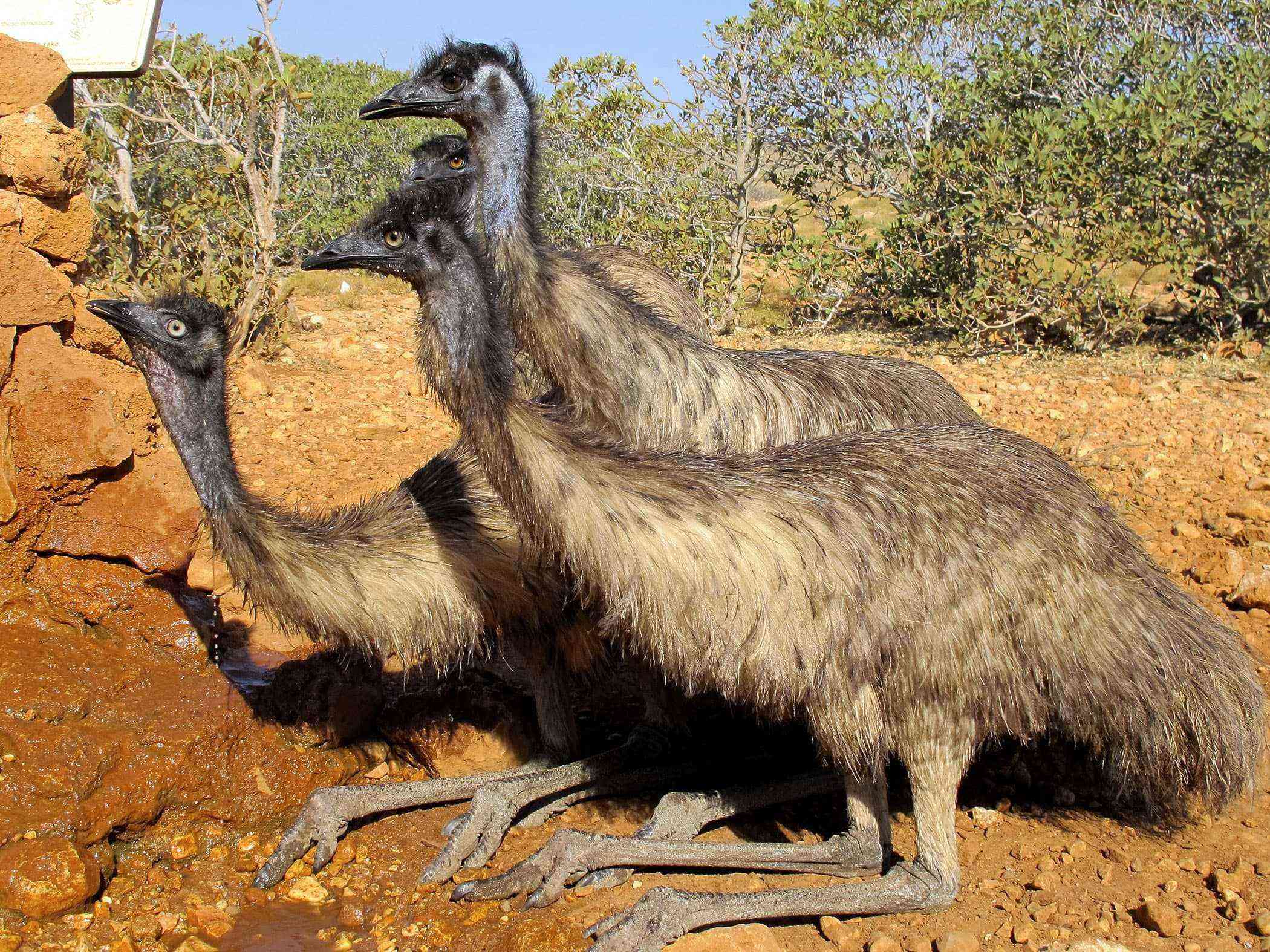 Australia Is Home to Some Seriously Strange-Looking Animals – Fodors ...
