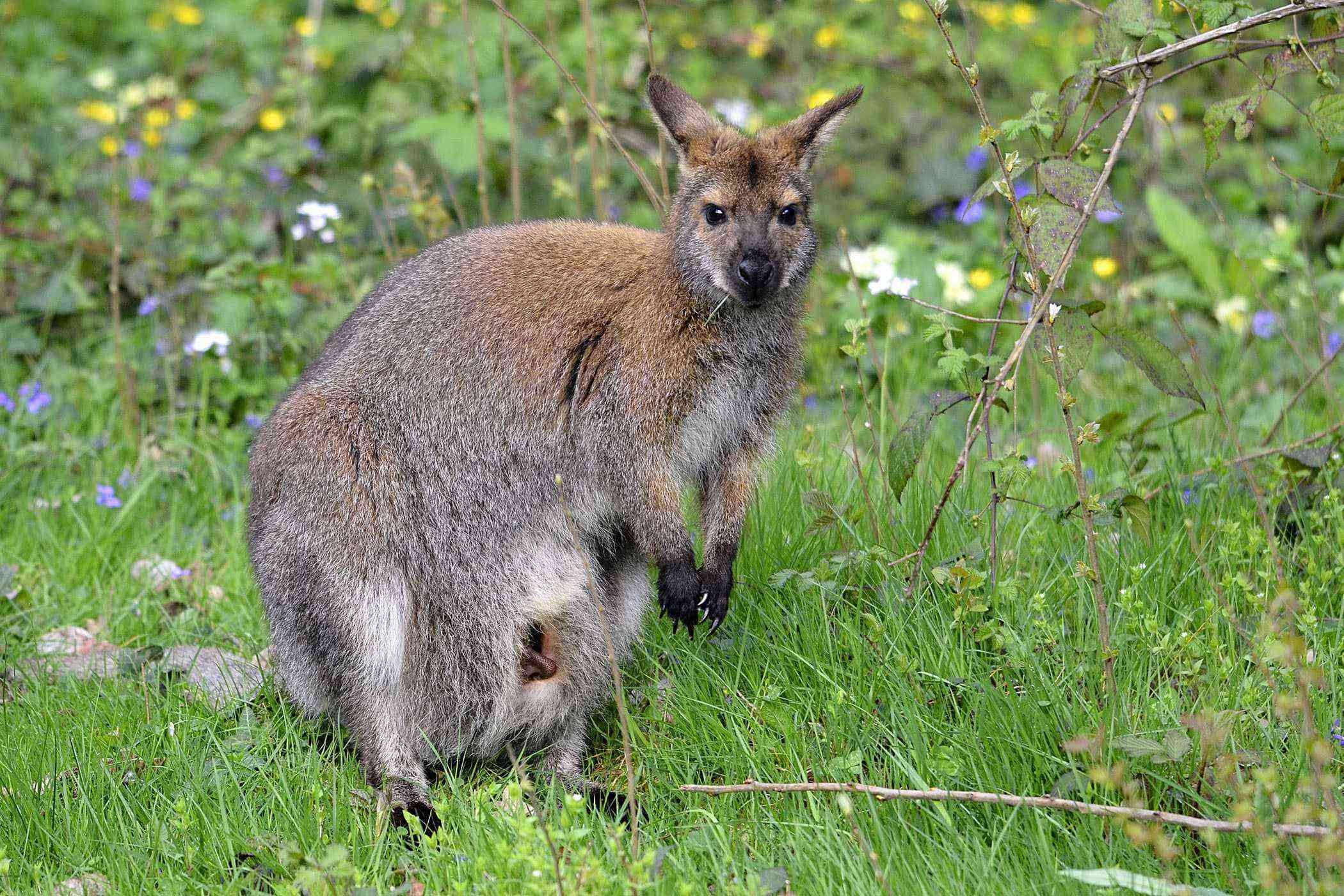 Wallaby