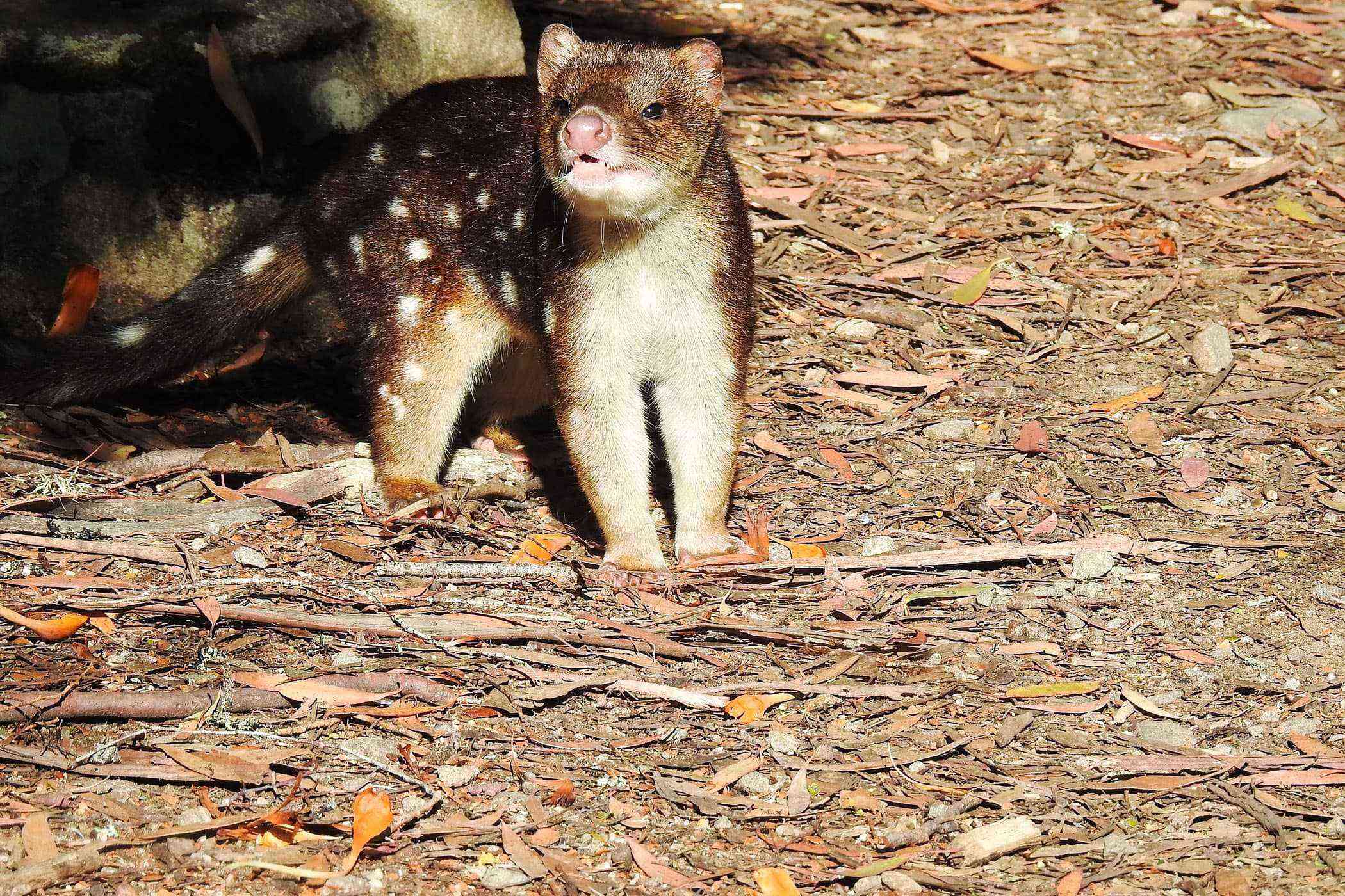 Australia Is Home to Some Seriously Strange-Looking Animals – Fodors ...