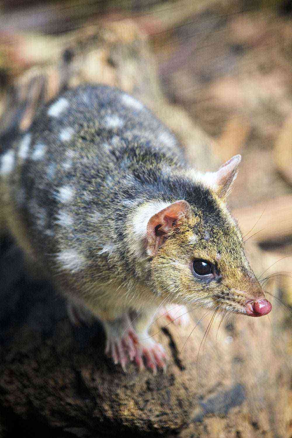 Australia Is Home to Some Seriously Strange-Looking Animals – Fodors ...