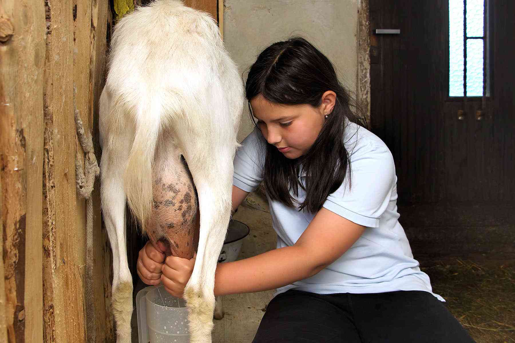 9 Totally Adorable Things to Do on a Goat Farm – Fodors Travel Guide