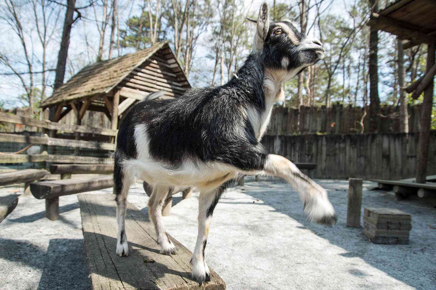 9 Totally Adorable Things to Do on a Goat Farm – Fodors Travel Guide