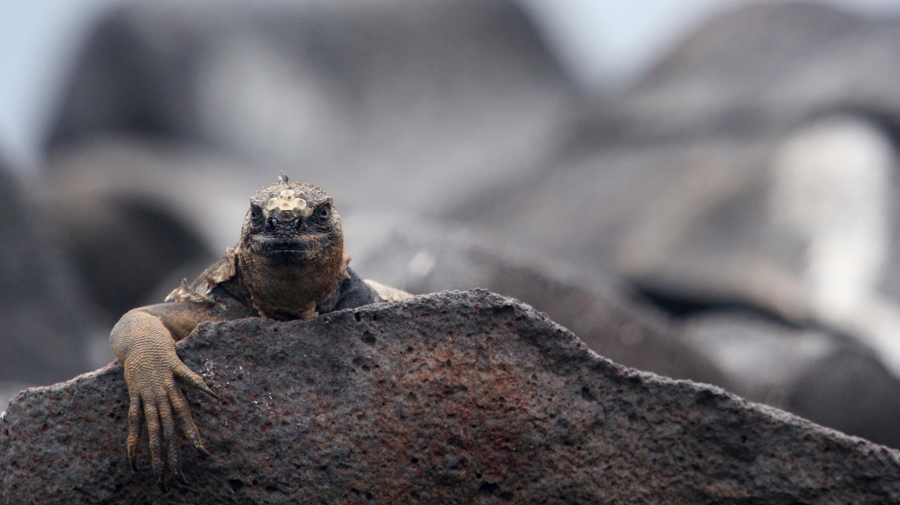 10 Amazing Animals to See in the Galápagos Islands – Fodors Travel Guide