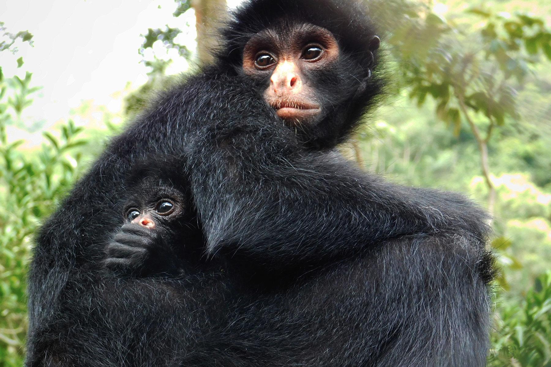 7 Resorts That Help Animals