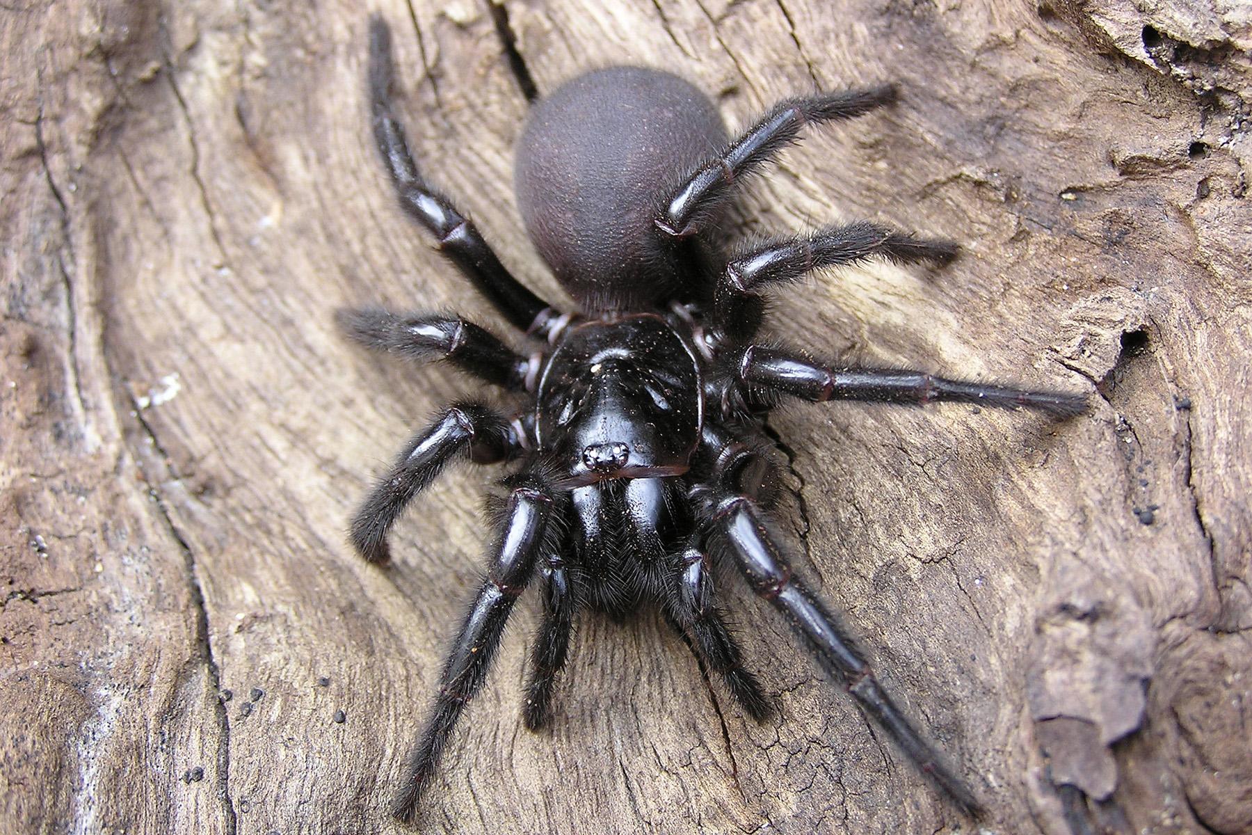 10 Places to Find the World's Deadliest Spiders