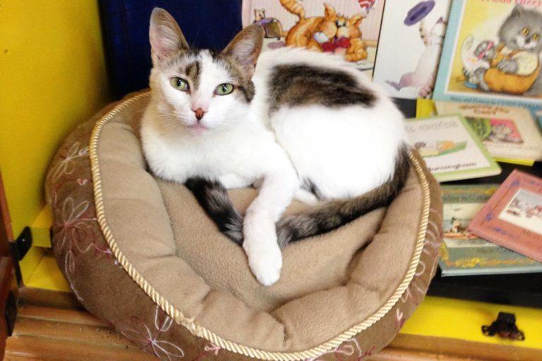 17 Bookstore Cats Worth Road Tripping For – Fodors Travel Guide