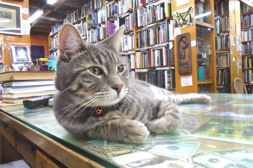 17 Bookstore Cats Worth Road Tripping For – Fodors Travel Guide