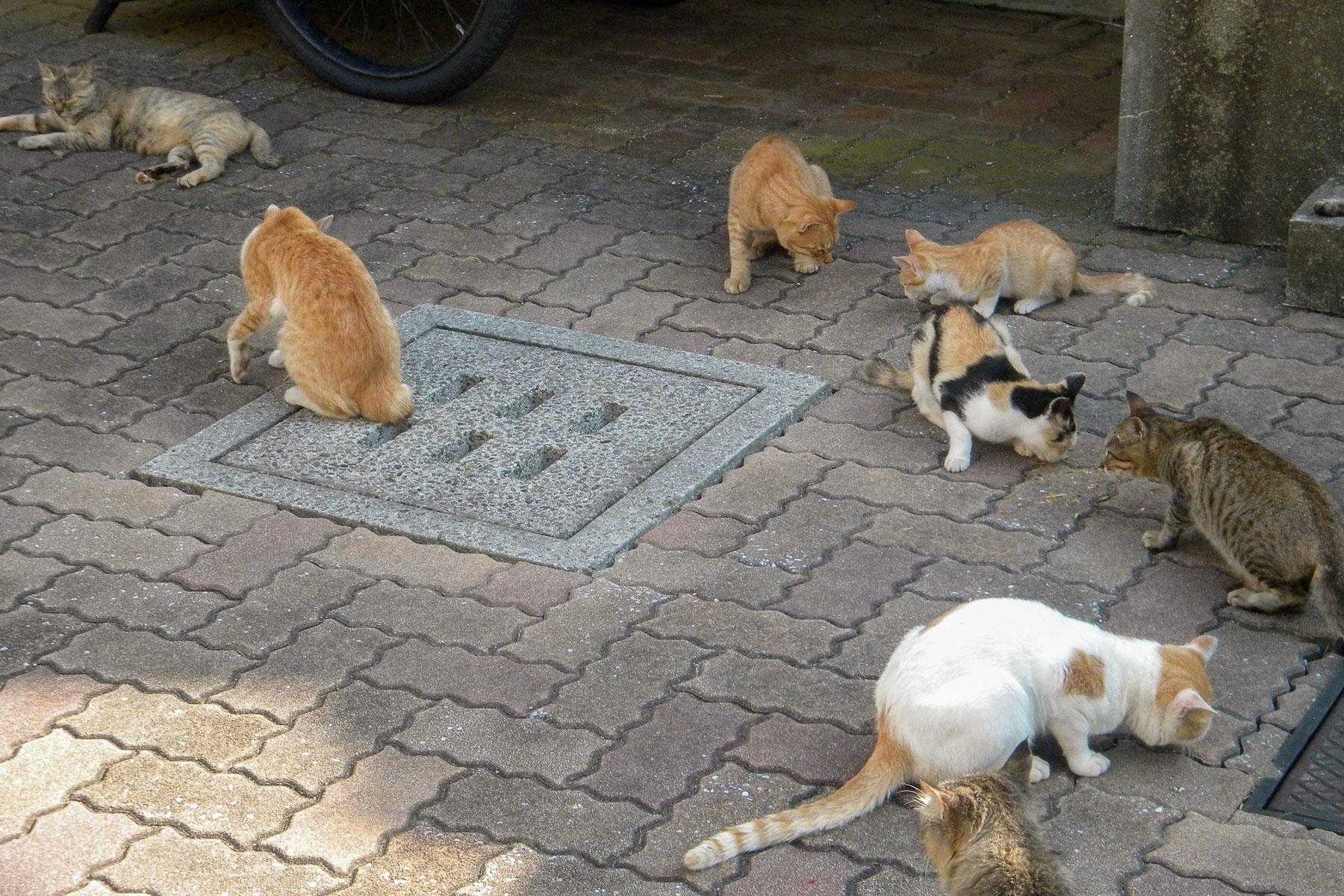 Cat Lovers Should Stray to These 11 Destinations – Fodors Travel Guide