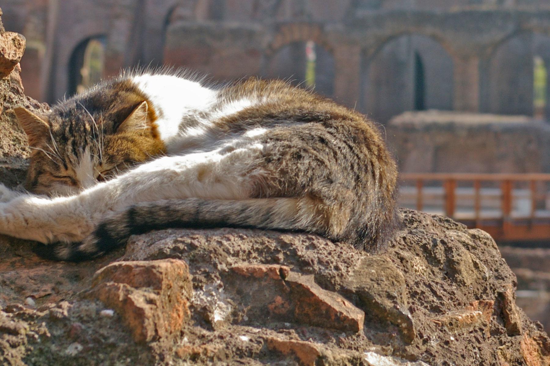 Cat Lovers Should Stray to These 11 Destinations – Fodors Travel Guide