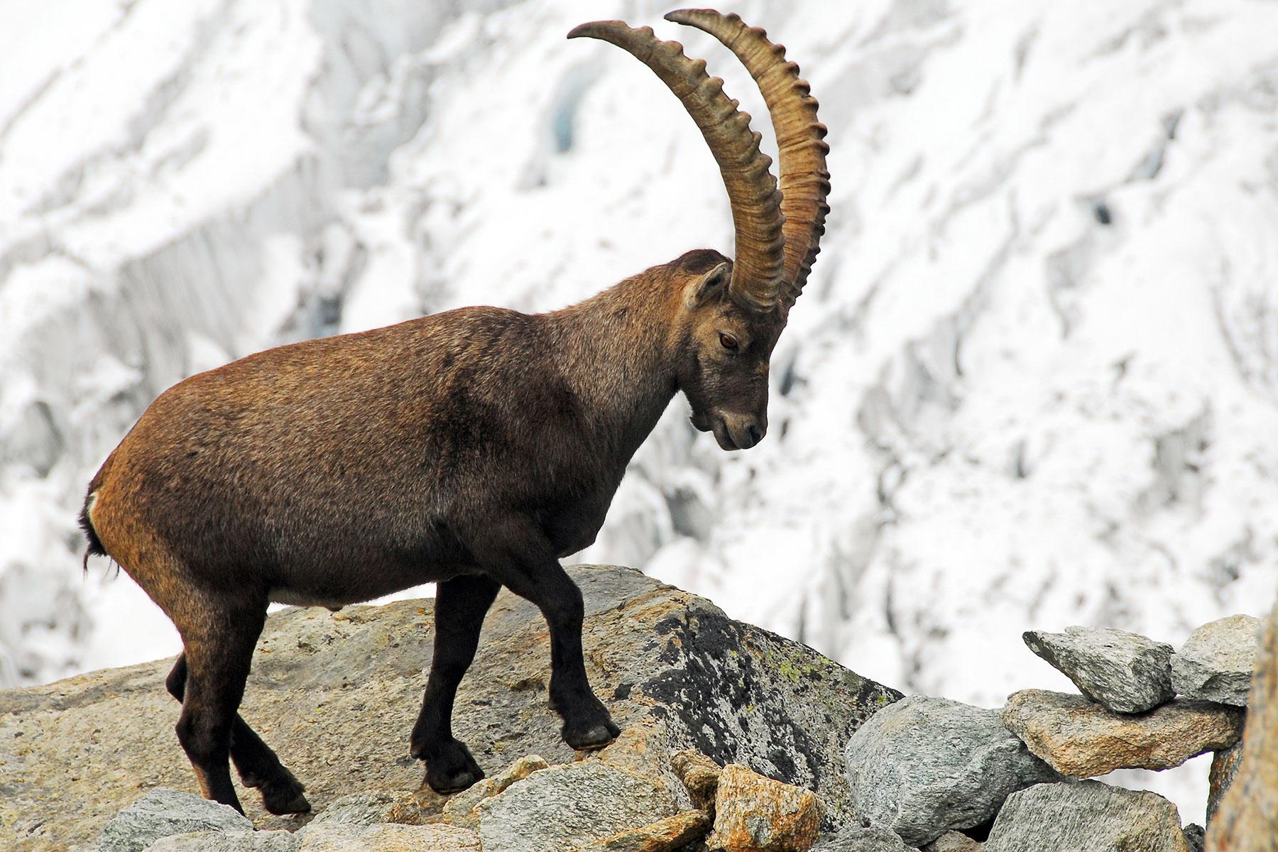 Where to See the World’s 10 Weirdest Animals – Fodors Travel Guide