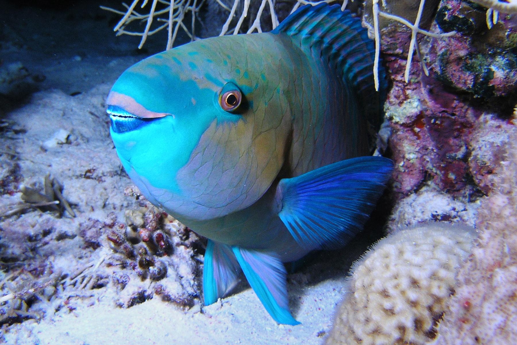 Where to See the World’s 10 Weirdest Animals – Fodors Travel Guide