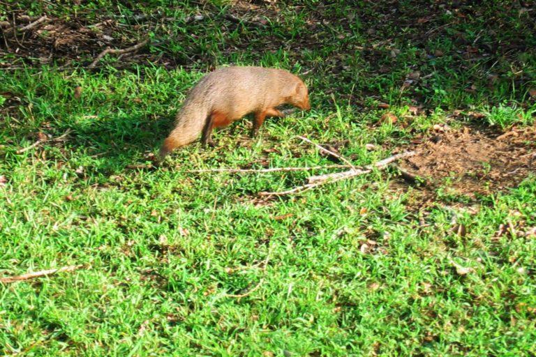 12 Amazing Animals to See in Sri Lanka – Fodors Travel Guide