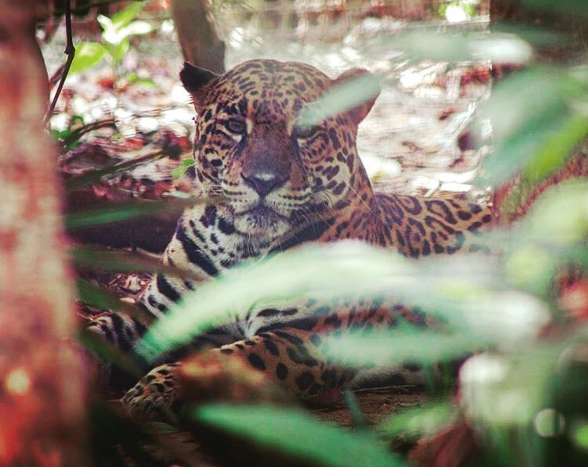 14 Ways to See Wildlife in Belize – Fodors Travel Guide