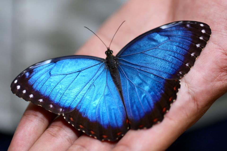 14 Ways to See Wildlife in Belize – Fodors Travel Guide