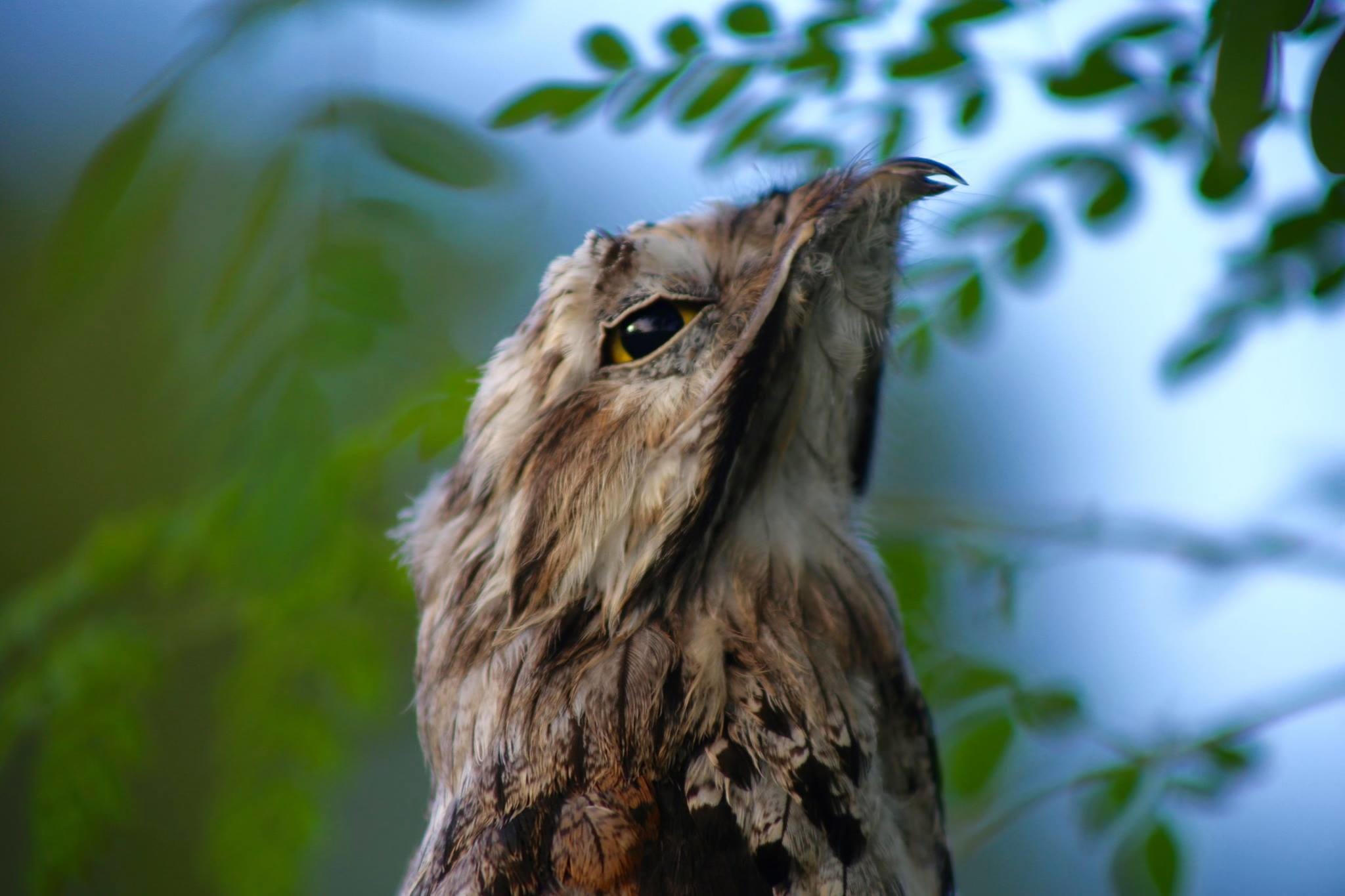 14 Ways to See Wildlife in Belize – Fodors Travel Guide