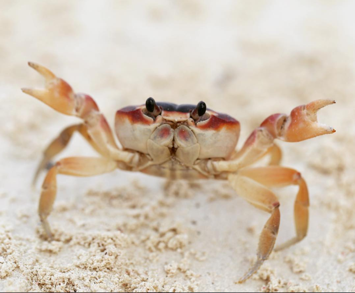 14 Ways to See Wildlife in Belize – Fodors Travel Guide