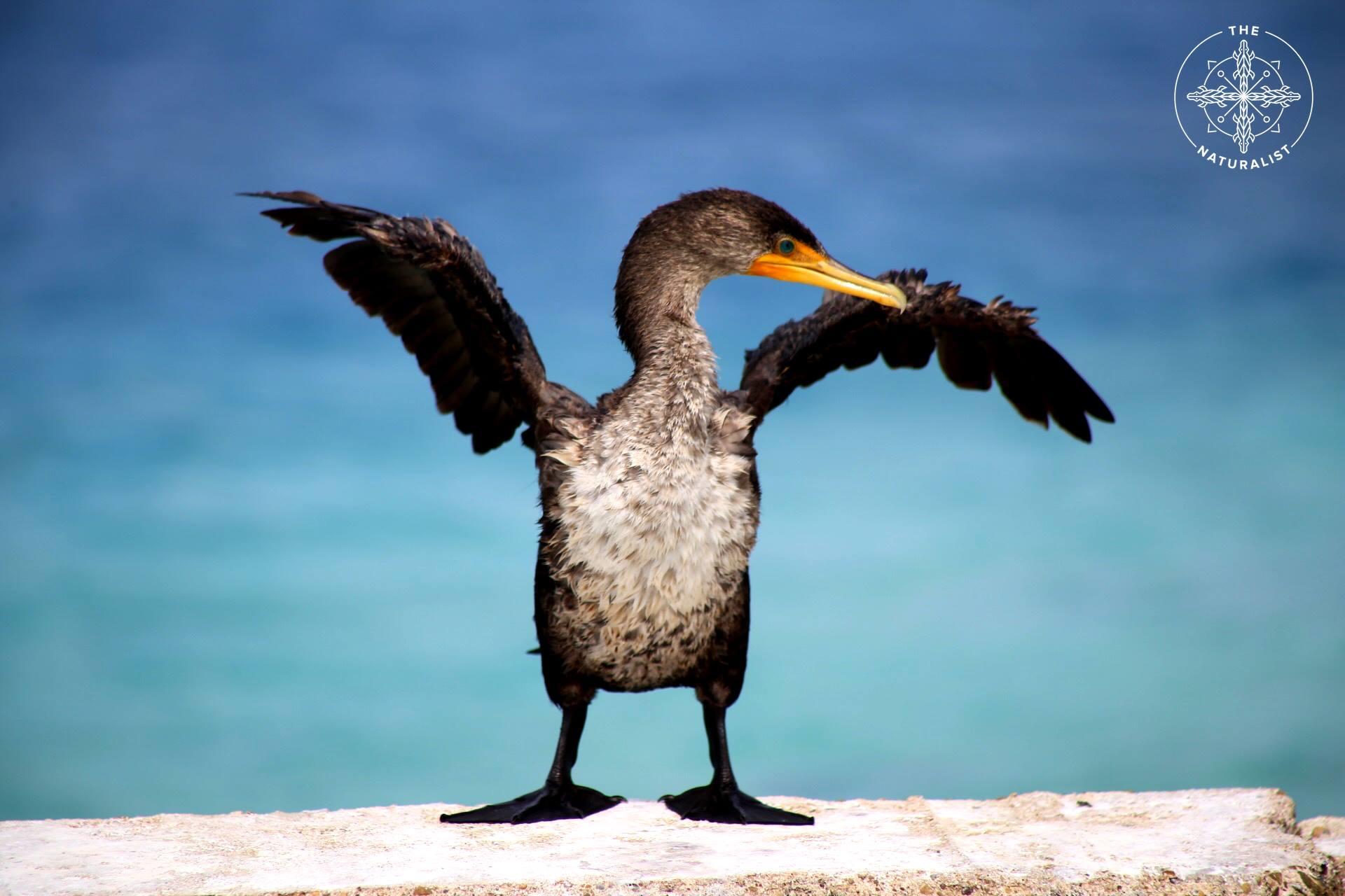 14 Ways to See Wildlife in Belize – Fodors Travel Guide