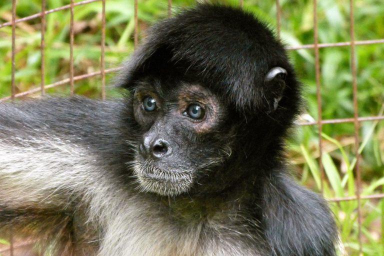 14 Ways to See Wildlife in Belize – Fodors Travel Guide