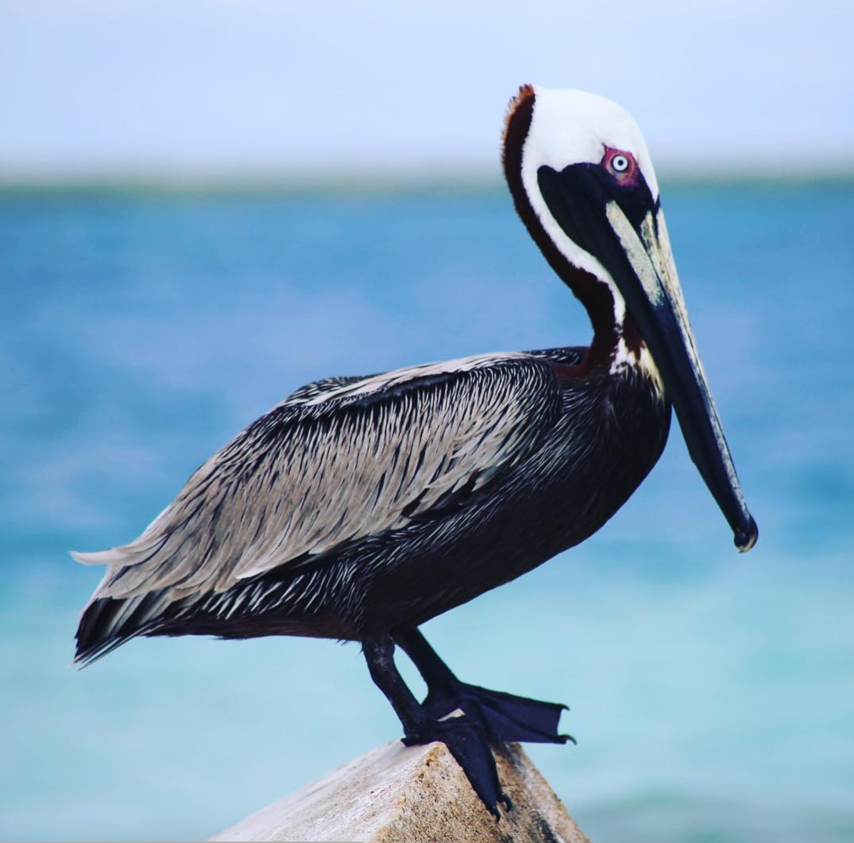 14 Ways to See Wildlife in Belize – Fodors Travel Guide