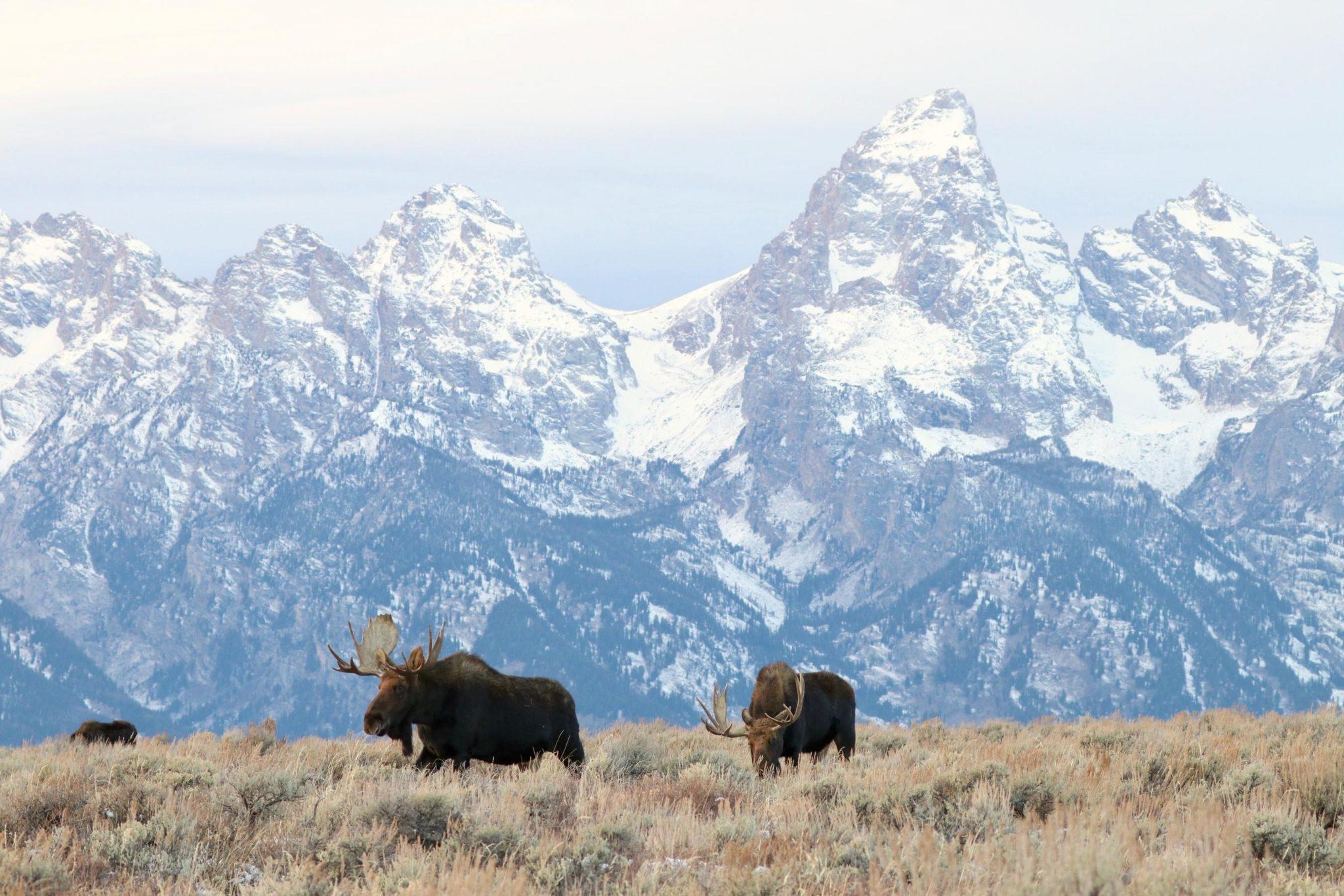 7 Ways to Explore Nature in Jackson Hole, Wyoming – Fodors Travel Guide