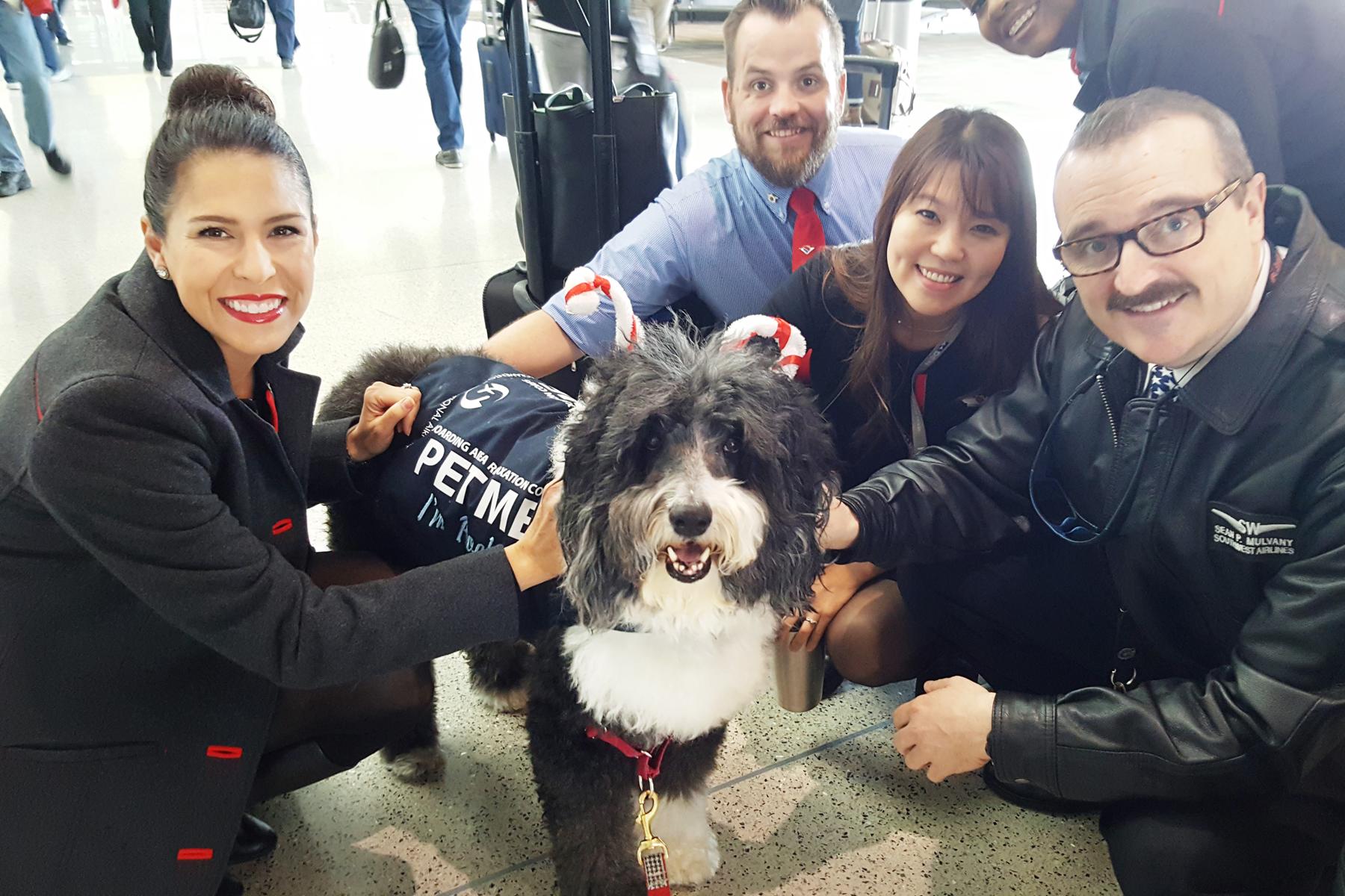 Airports With Therapy Dogs