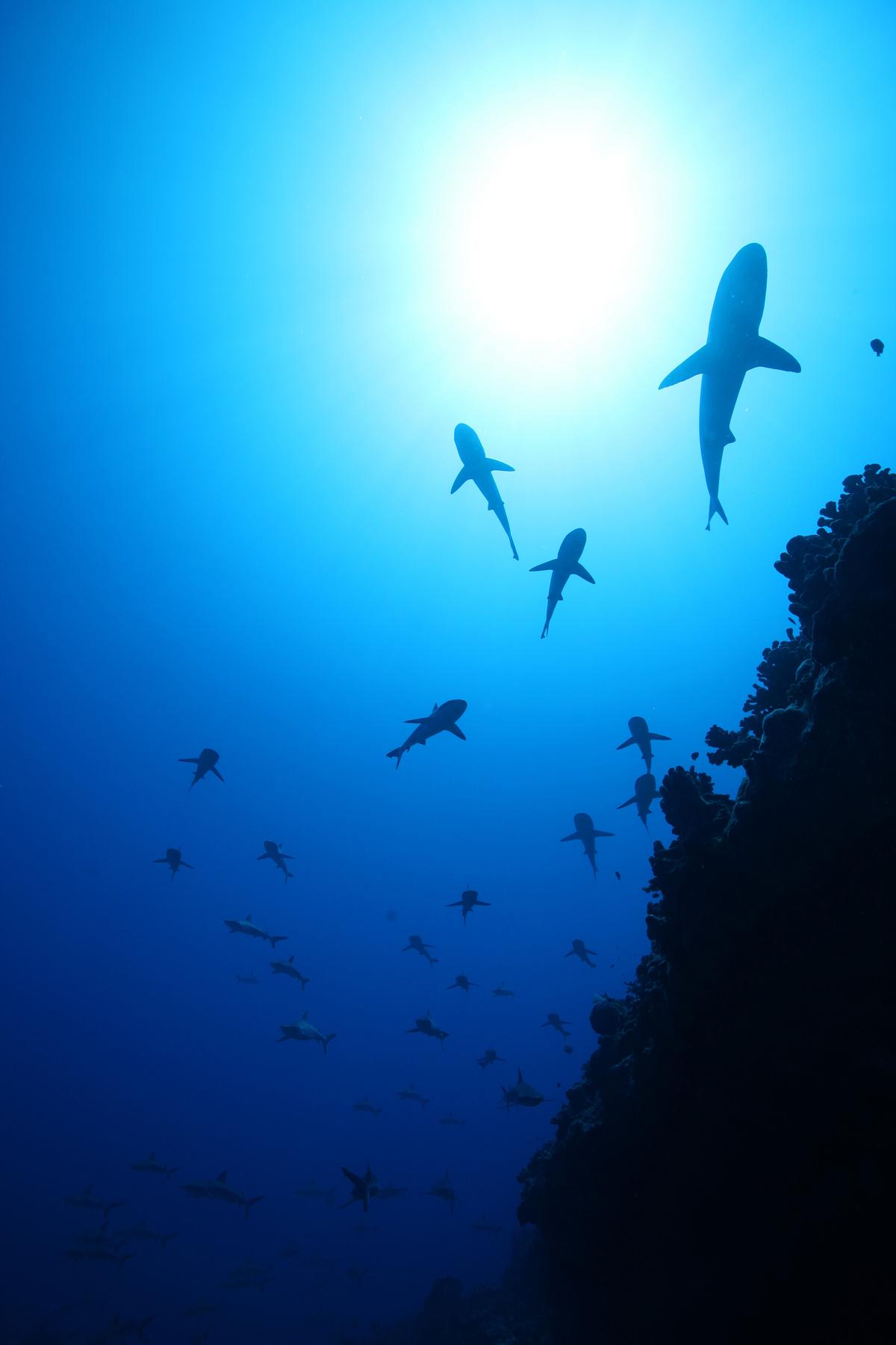 An Interview With Blue Planet II Producer Jonathan Smith