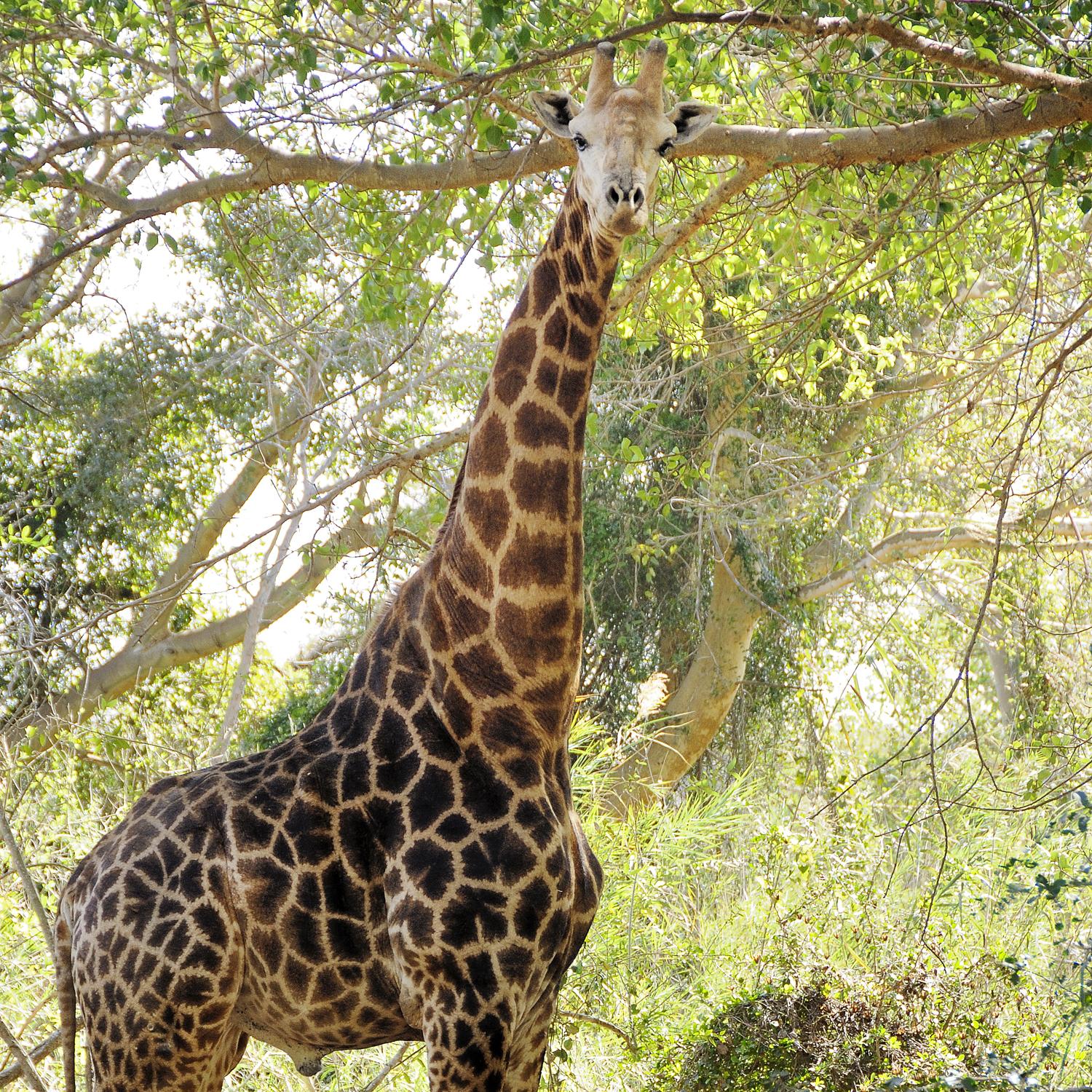 12 Incredible Animals You’ll See in Mozambique – Fodors Travel Guide