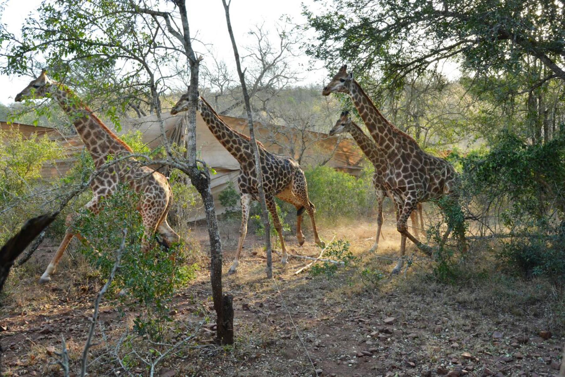 12 Incredible Animals You’ll See in Mozambique – Fodors Travel Guide