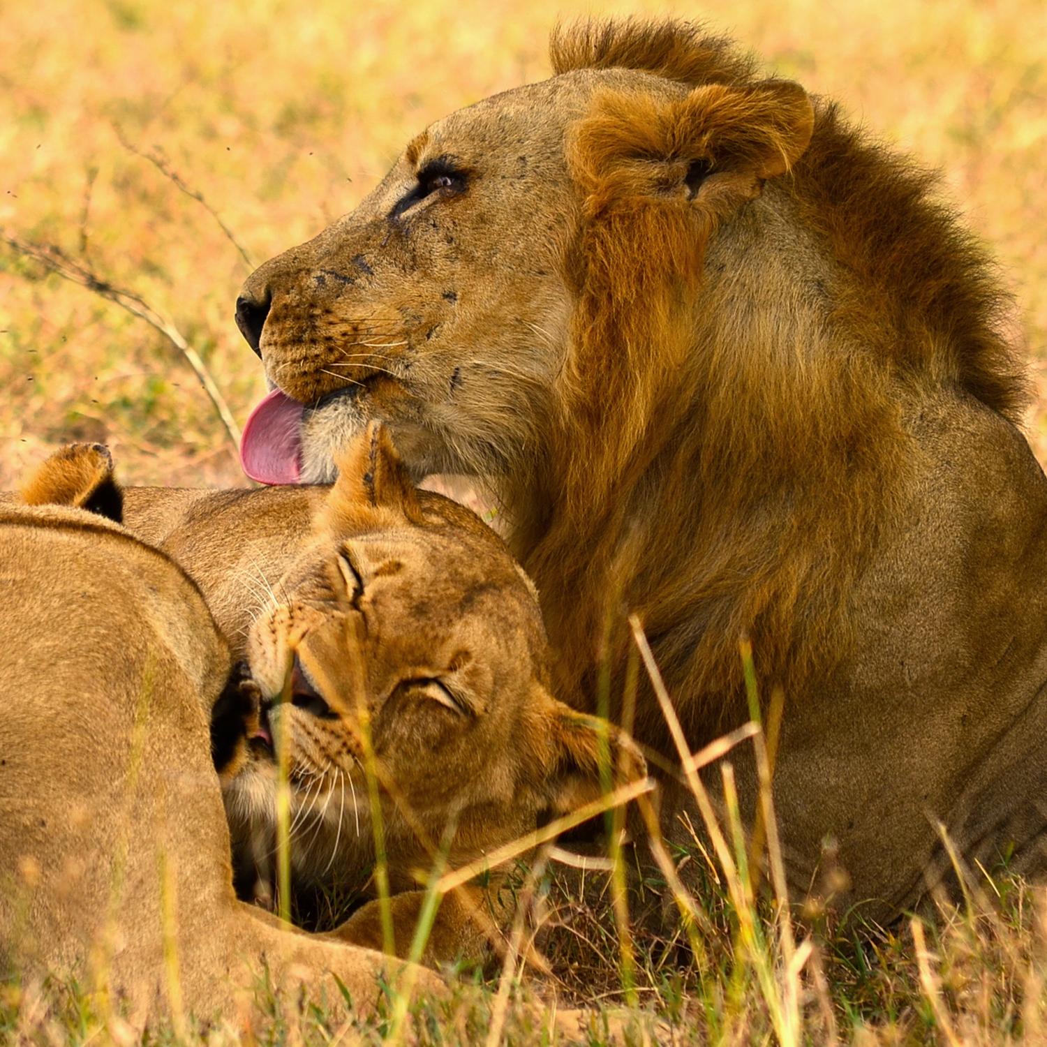 12 Incredible Animals You’ll See in Mozambique – Fodors Travel Guide