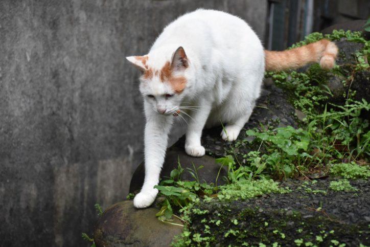 Why You Should Visit Houtong, the “Cat Village of Taiwan”