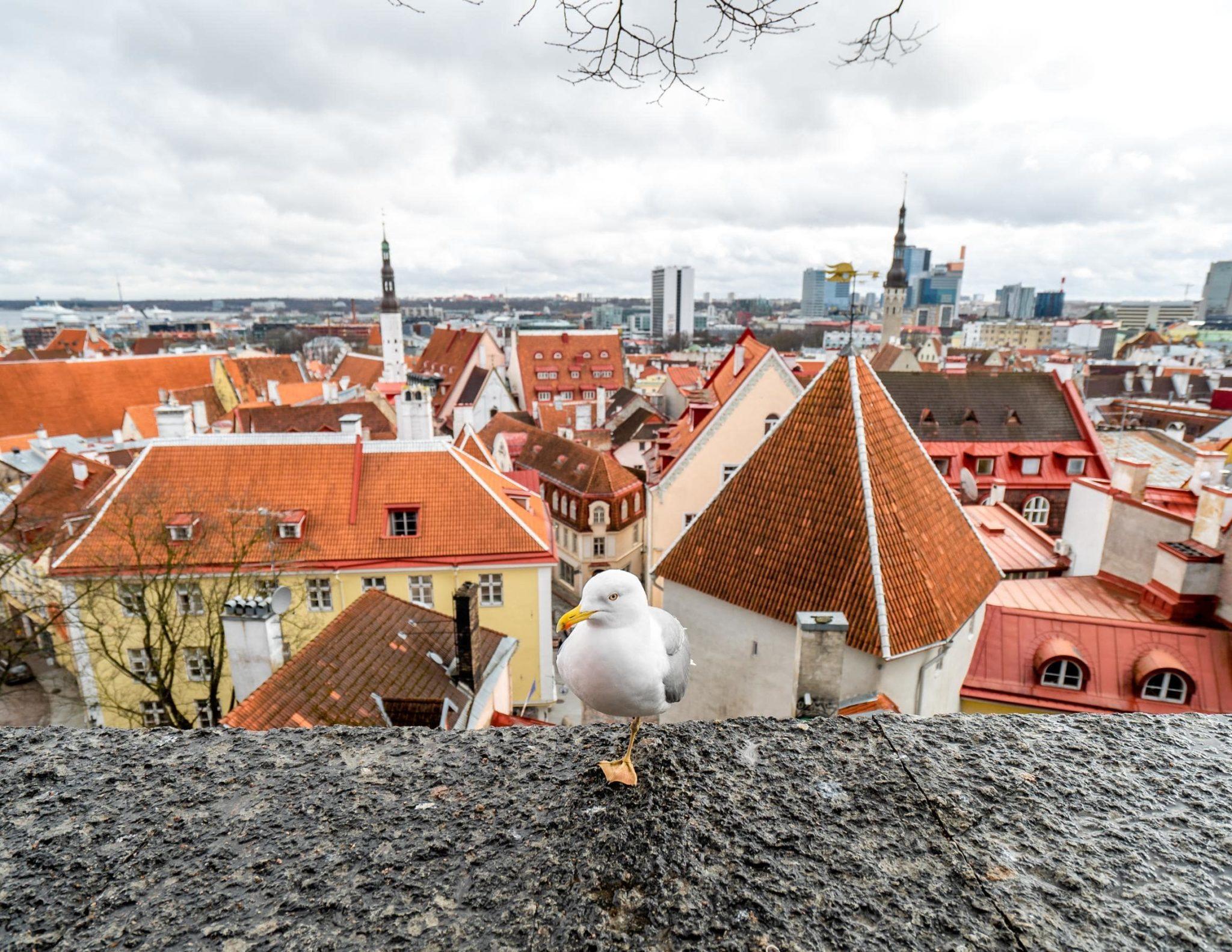 Where to Drink in Tallinn, Estonia