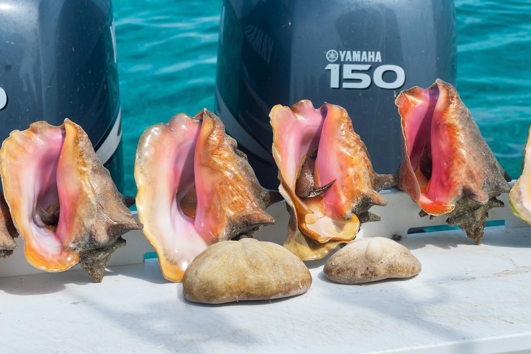 Why You Should Honeymoon in the Bahamas