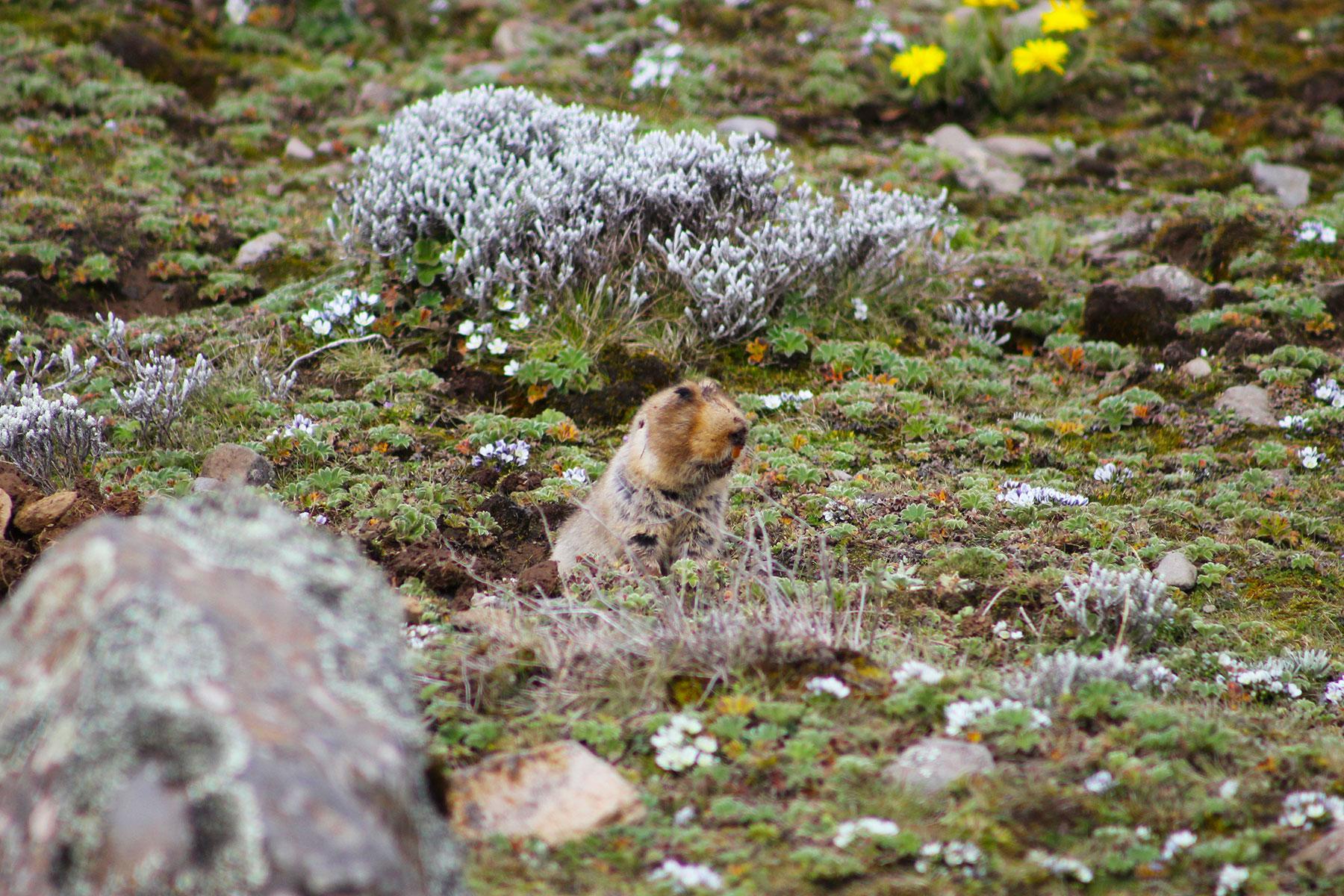 The Many Animals You Can See in Ethiopia