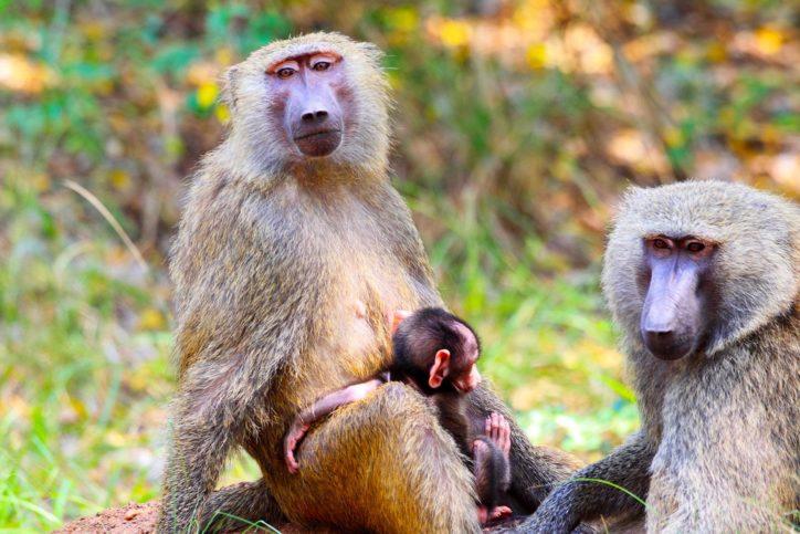 The Many Animals You Can See in Ethiopia