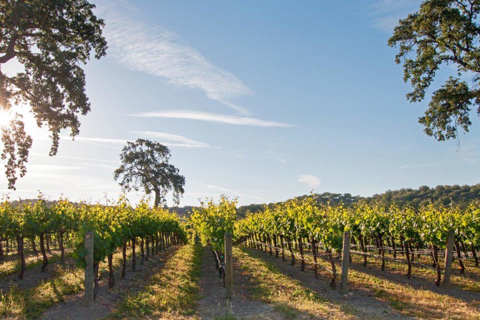 The Best Wineries and Tasting Rooms in California