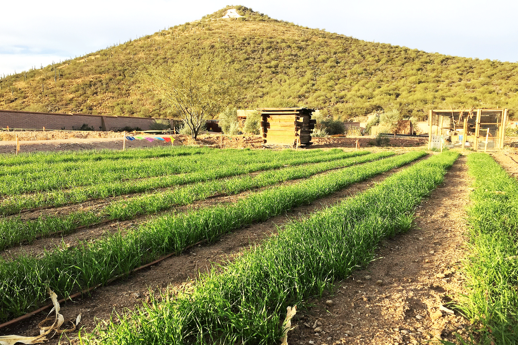 What to Eat in Tucson, the First UNESCO City of Gastronomy